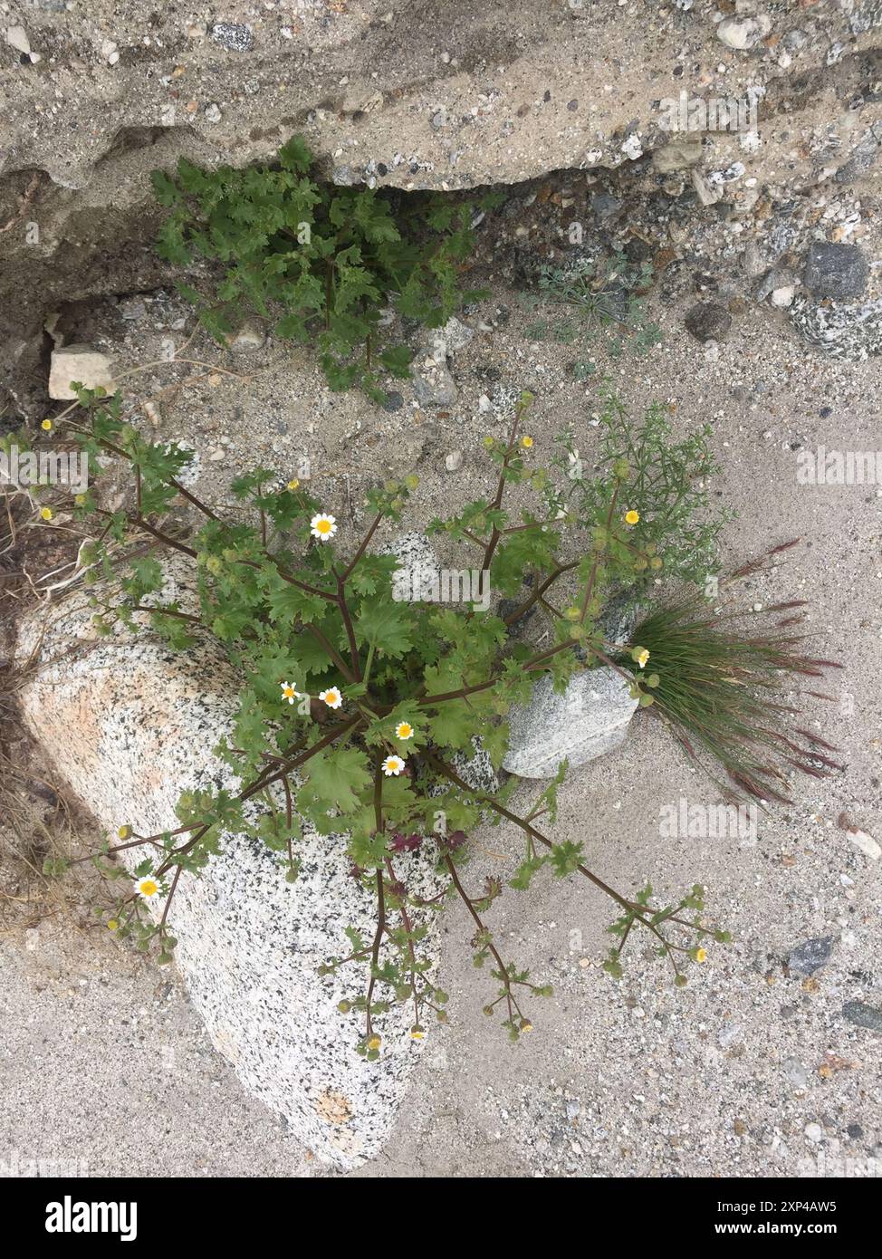 Arabian grass (Schismus arabicus) Plantae Stock Photo - Alamy