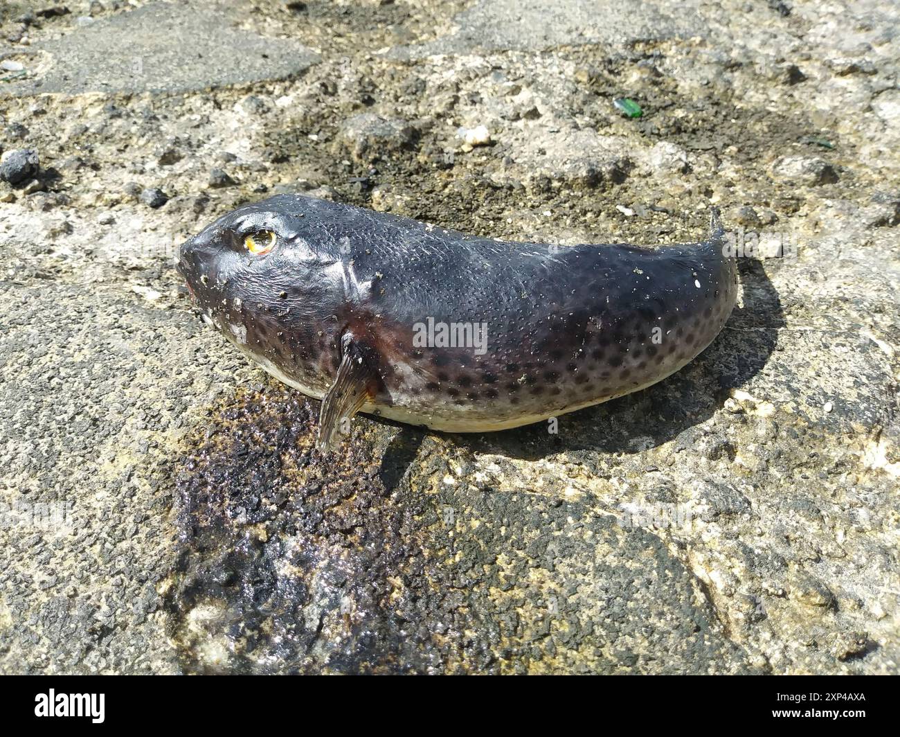 Checkered Puffer (Sphoeroides testudineus) Actinopterygii Stock Photo ...