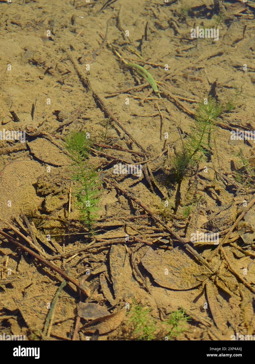 coontail (Ceratophyllum demersum) Plantae Stock Photo - Alamy
