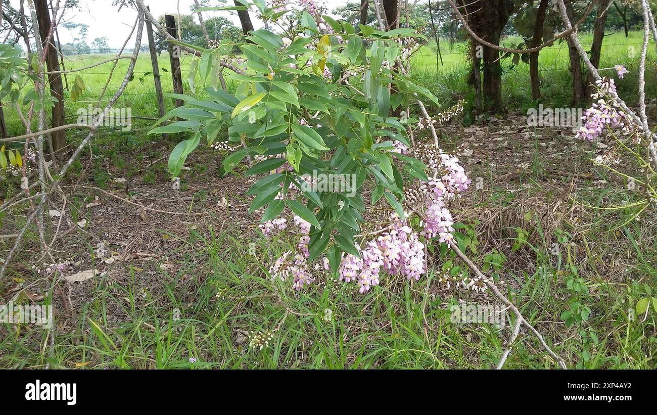 Fence Post Tree (Gliricidia sepium) Plantae Stock Photo - Alamy