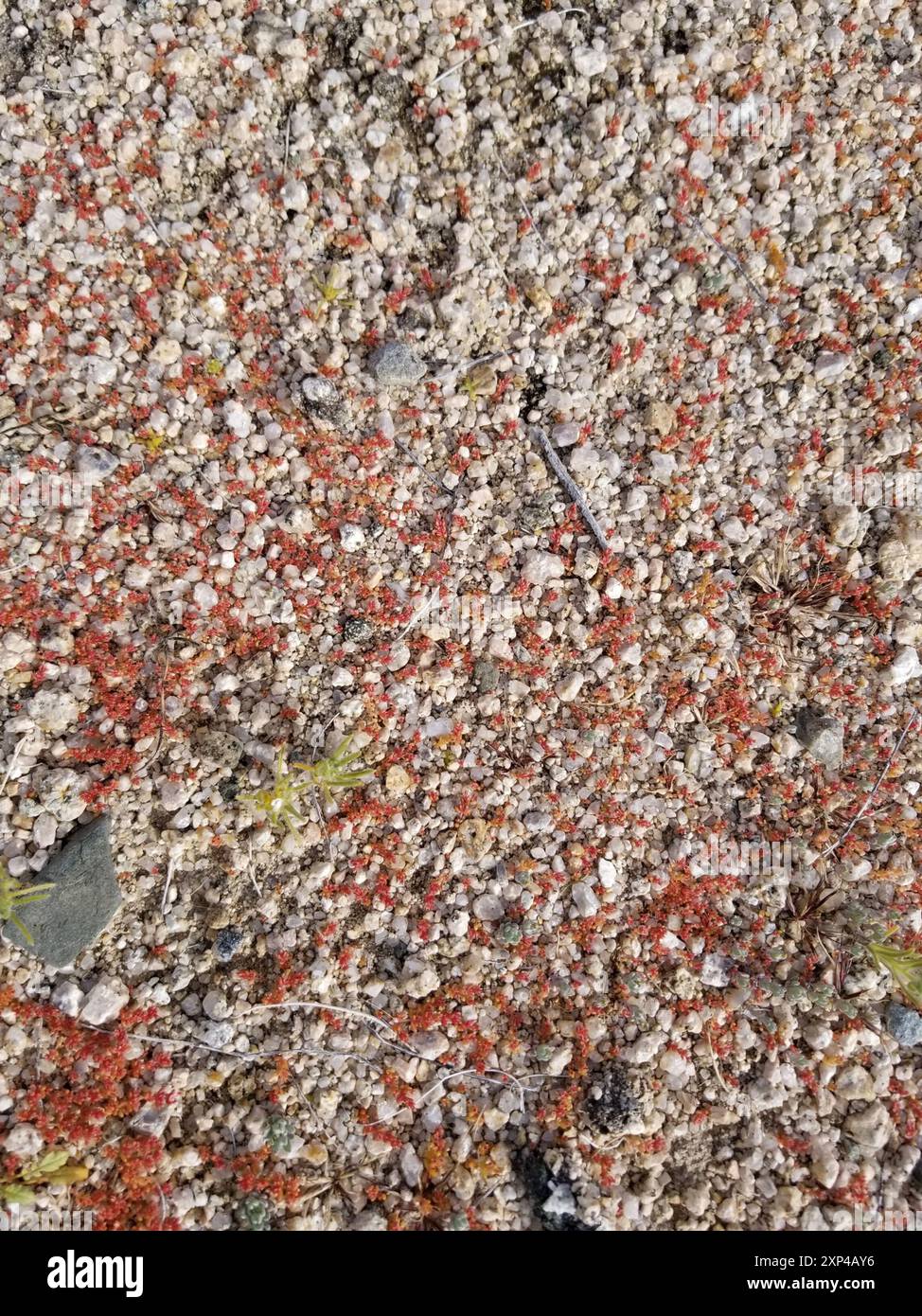 sand pygmyweed (Crassula connata) Plantae Stock Photo - Alamy