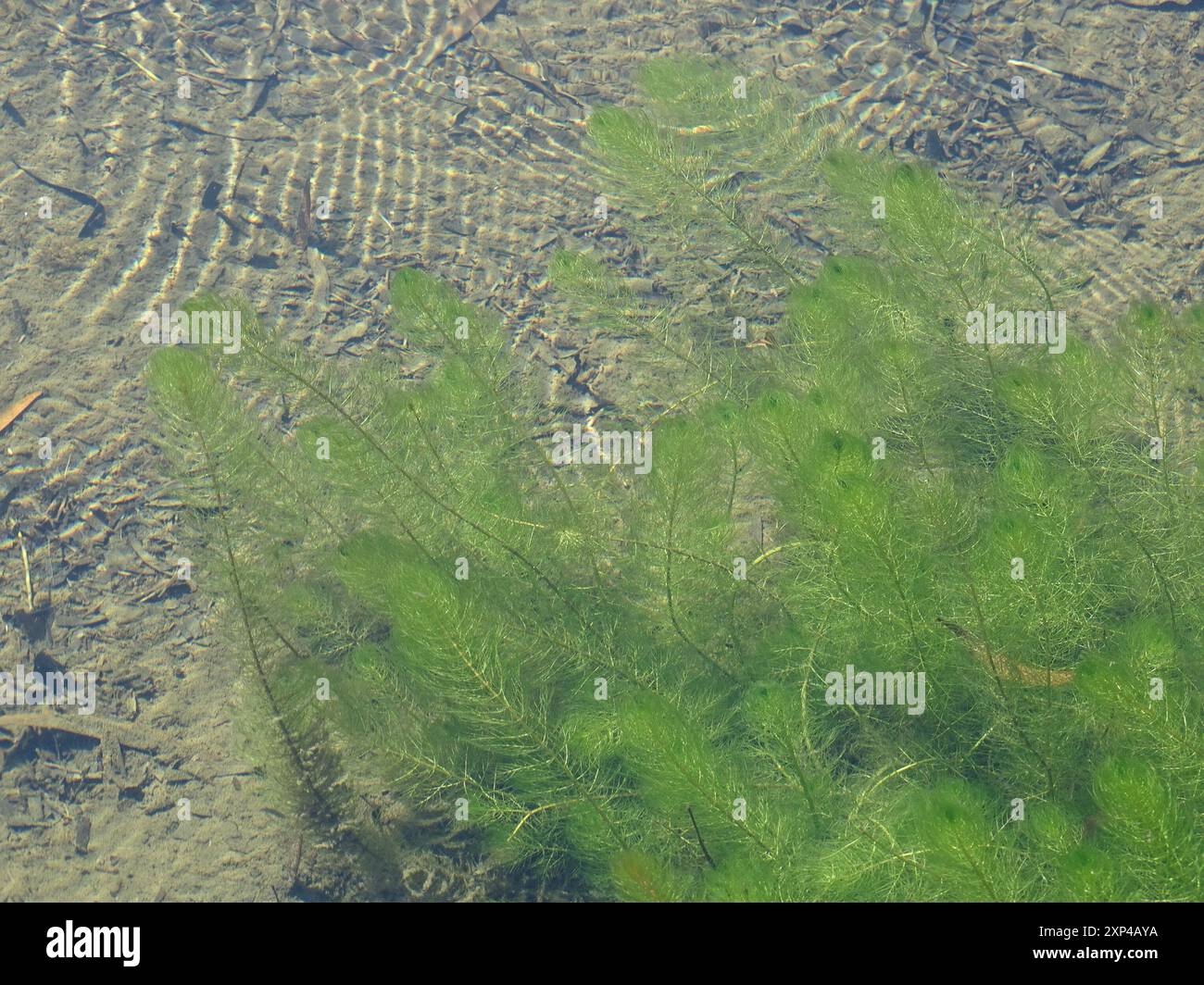 coontail (Ceratophyllum demersum) Plantae Stock Photo - Alamy