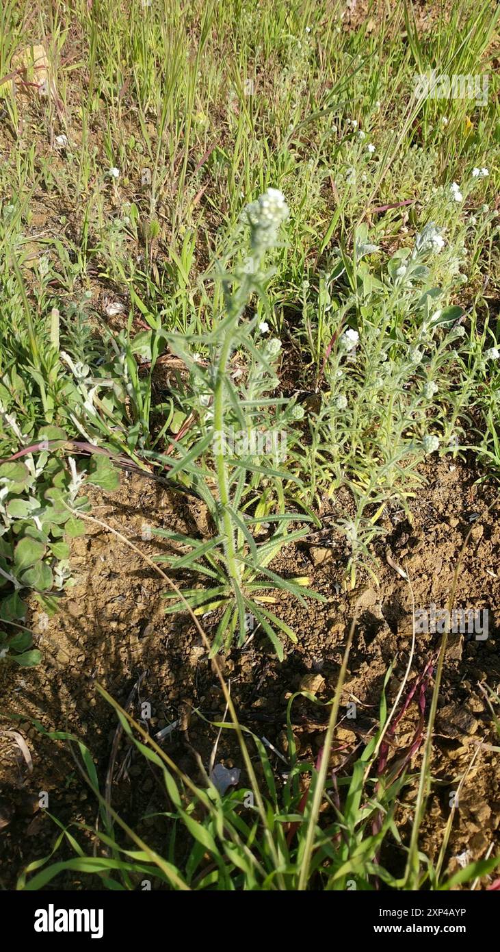 Clearwater cryptantha (Cryptantha intermedia) Plantae Stock Photo - Alamy