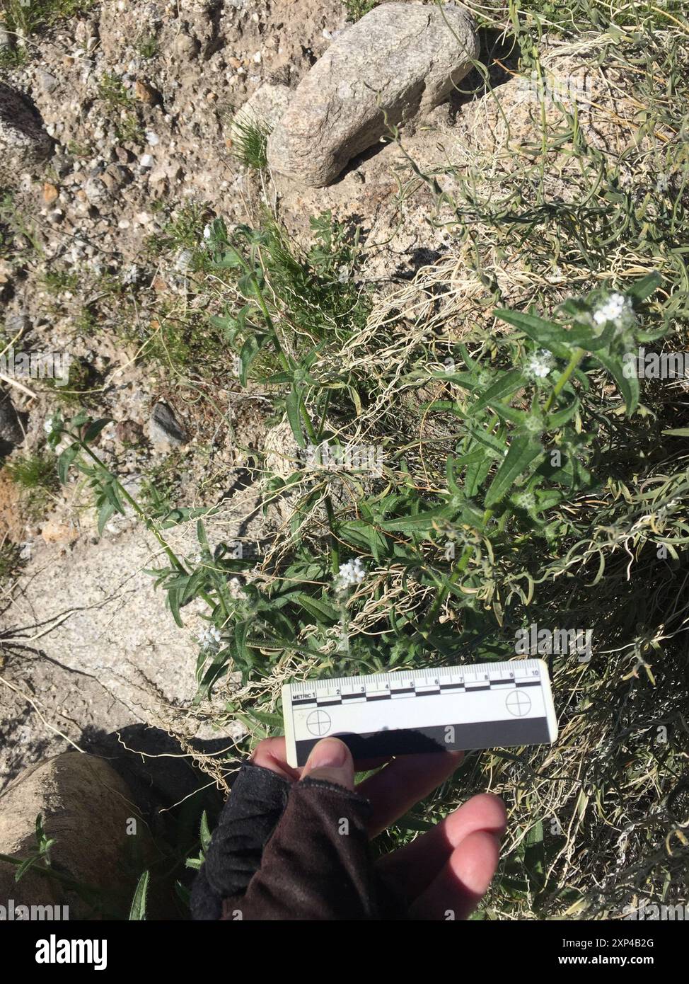 palm springs cryptantha (Cryptantha barbigera fergusoniae) Plantae ...