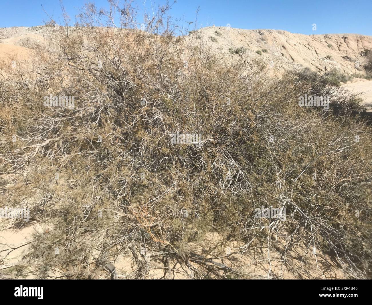 mesquites (Neltuma) Plantae Stock Photo - Alamy
