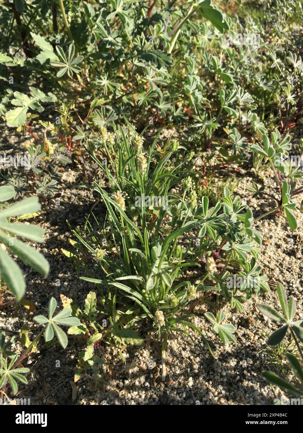 Desert Plantain (Plantago ovata) Plantae Stock Photo - Alamy