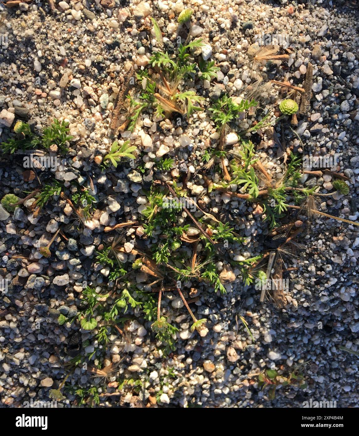 Common Cotula (Cotula australis) Plantae Stock Photo - Alamy