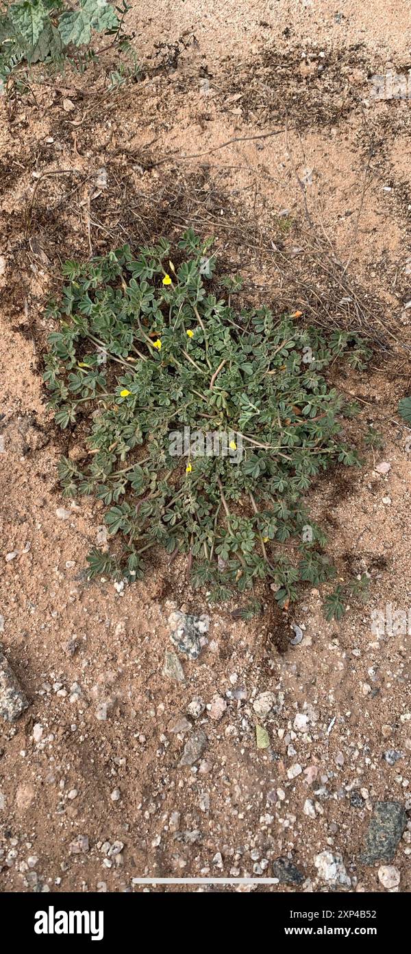 Strigose lotus hi-res stock photography and images - Alamy