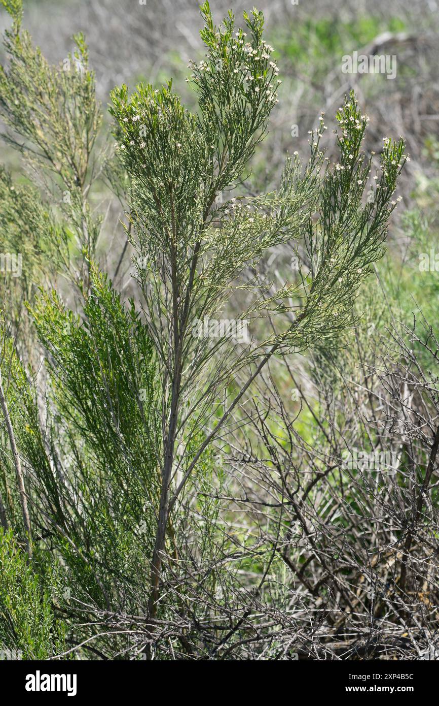 Desert Broom (Baccharis sarothroides) Plantae Stock Photo - Alamy