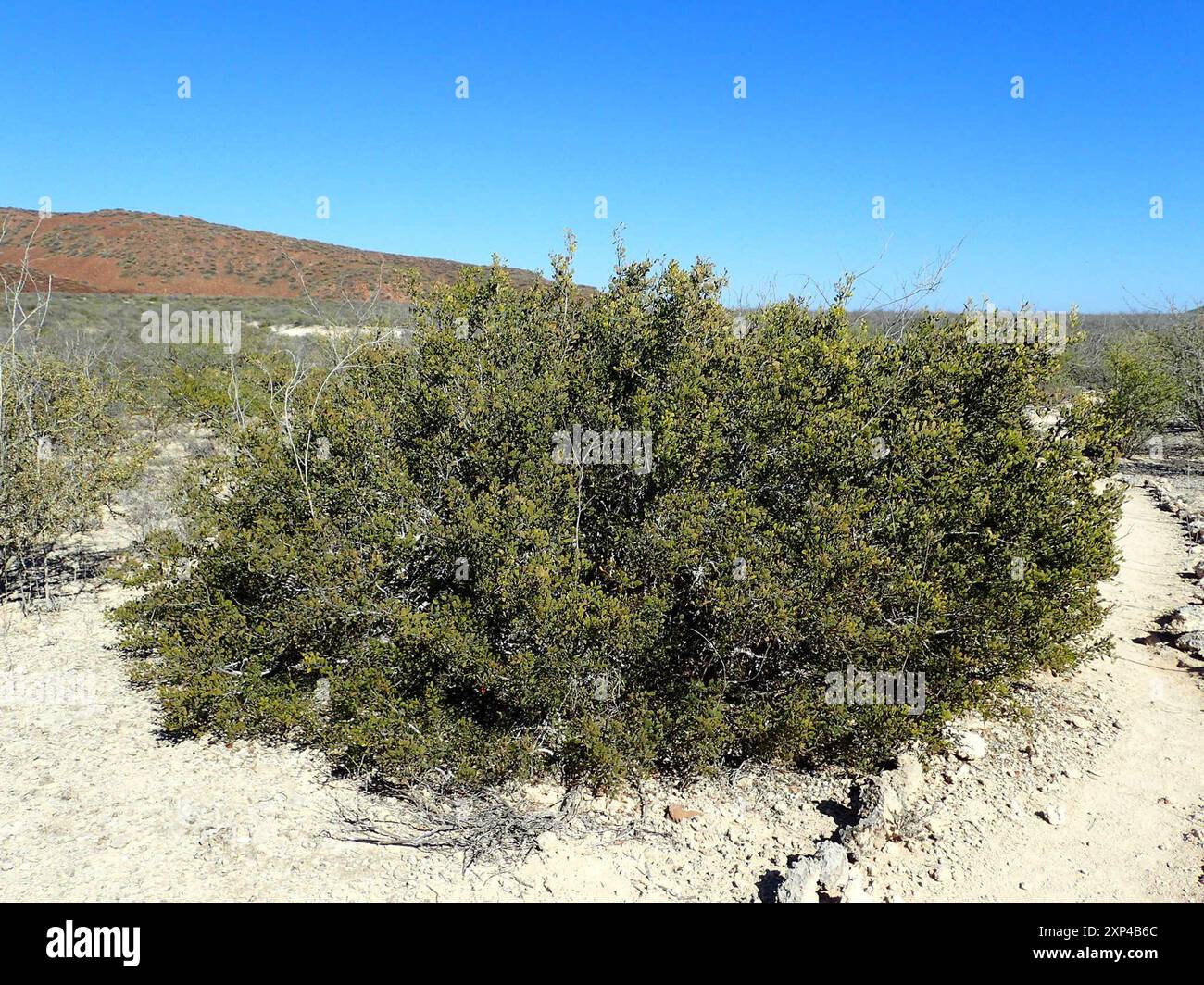 Florida Mayten (Maytenus phyllanthoides) Plantae Stock Photo - Alamy