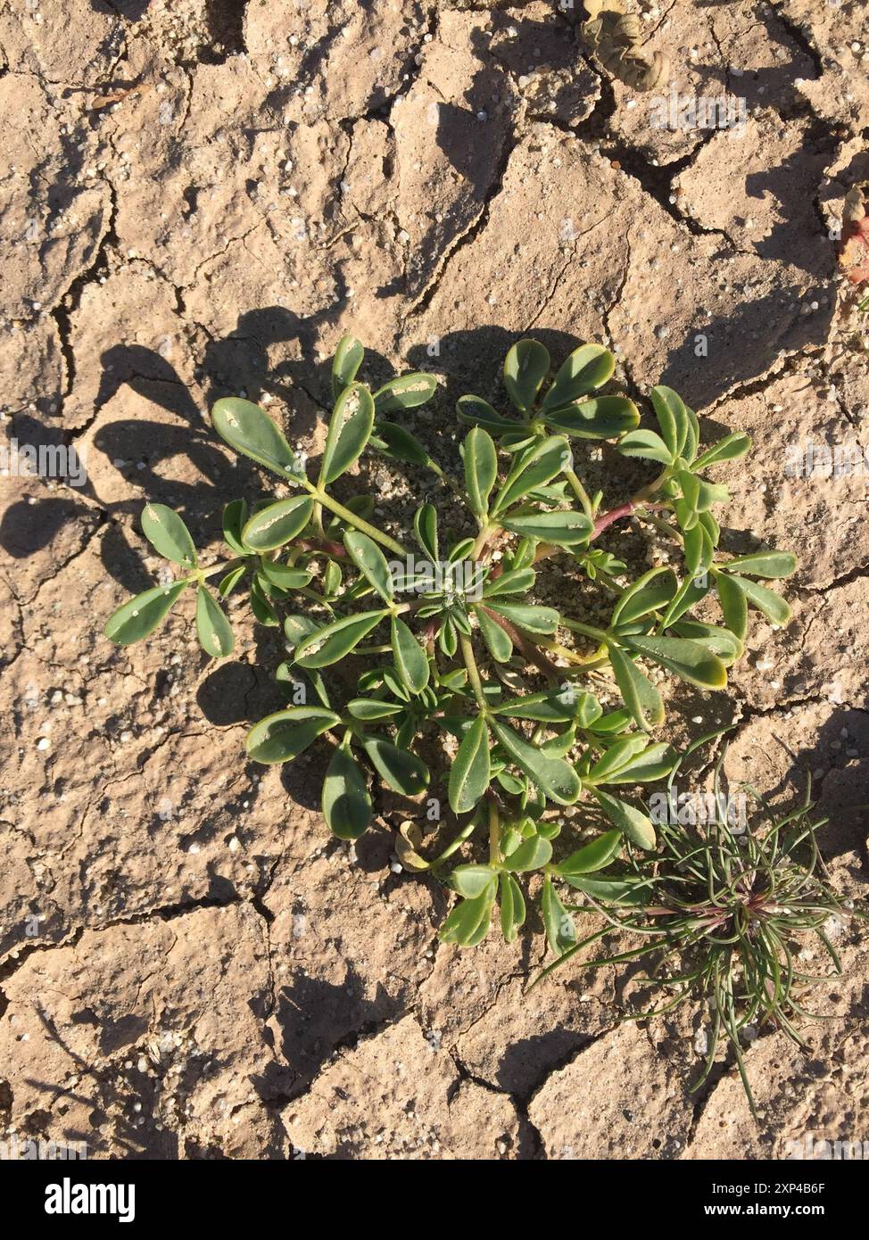Mojave stinkweed (Cleomella obtusifolia) Plantae Stock Photo - Alamy