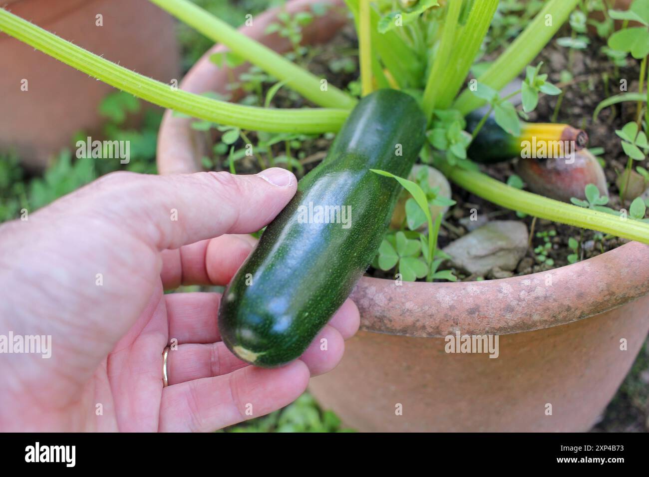 a man growing zucchini in pots for healthy and responsible consumption ...