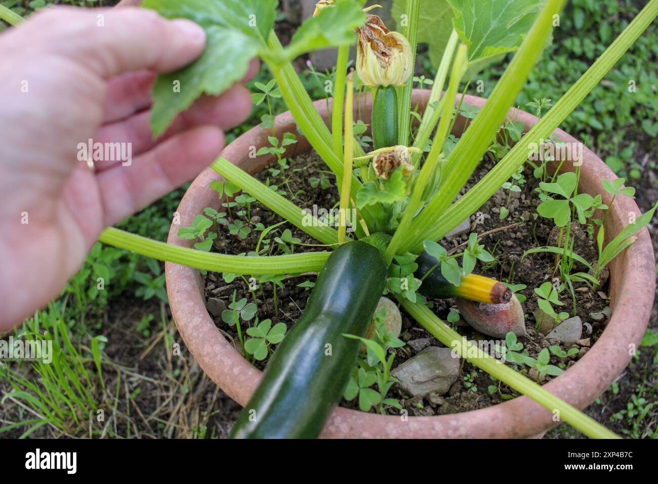 Farmer man seedling zucchini plant hi-res stock photography and images ...