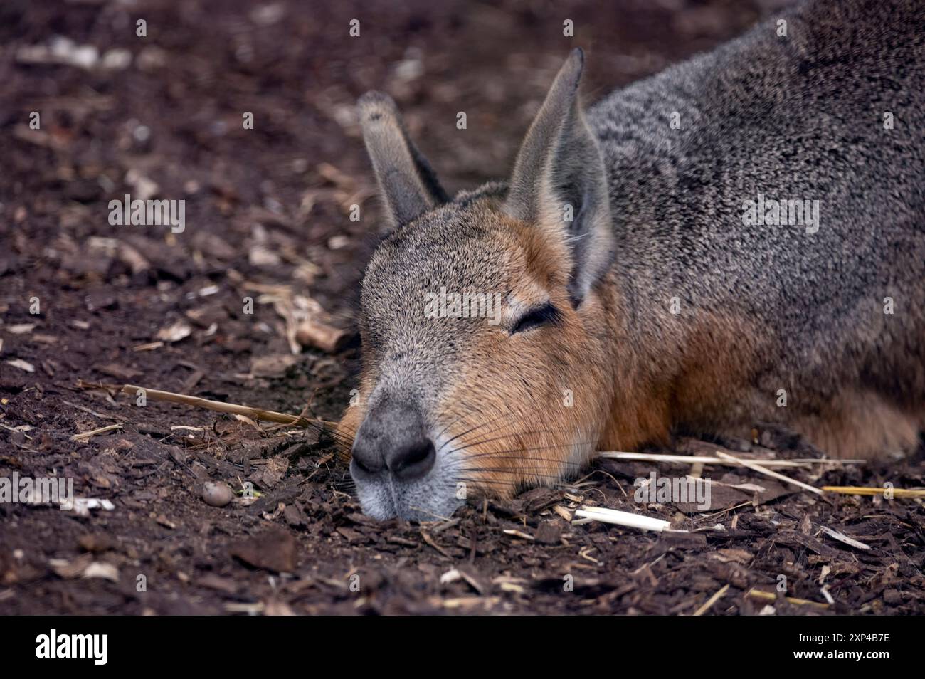 Patagonian Mara (Dolichotis patagonum) Sleeping Stock Photo - Alamy