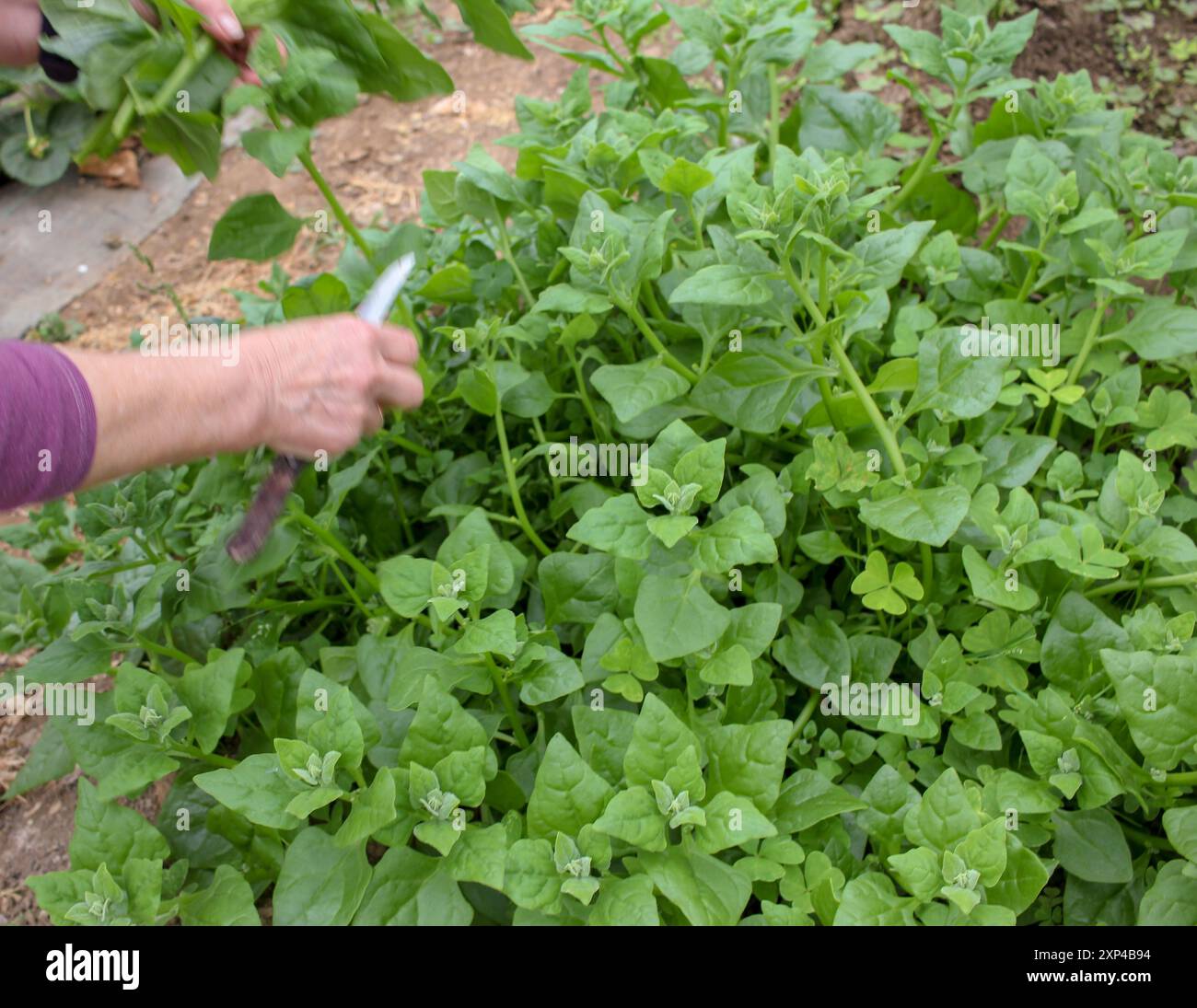 old woman picking organich spinach in her own greenhouse Stock Photo ...