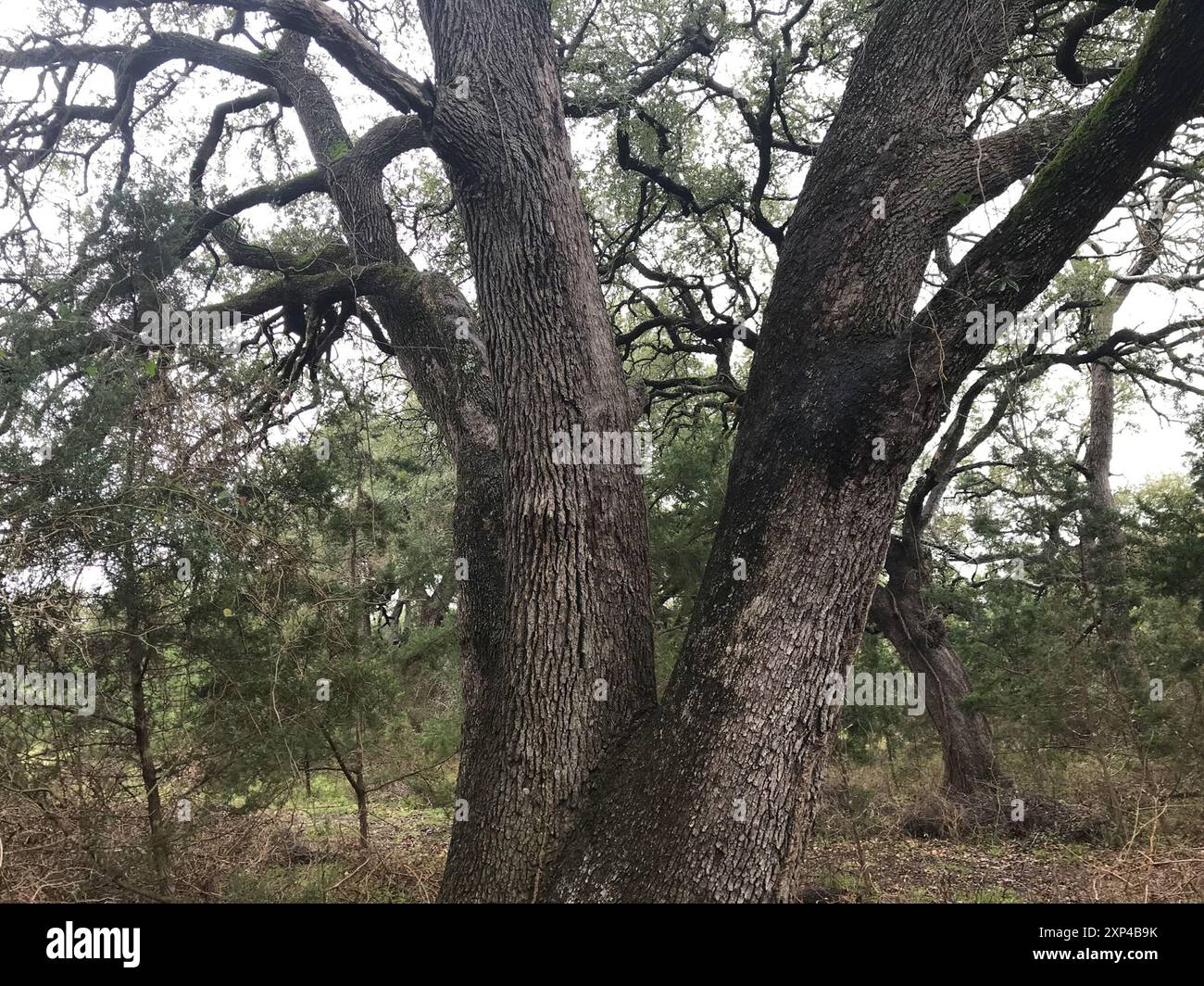 Texas live oak (Quercus fusiformis) Plantae Stock Photo - Alamy