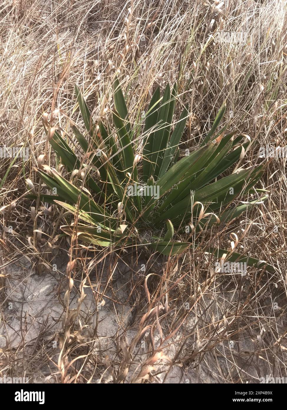 common yucca (Yucca filamentosa) Plantae Stock Photo - Alamy