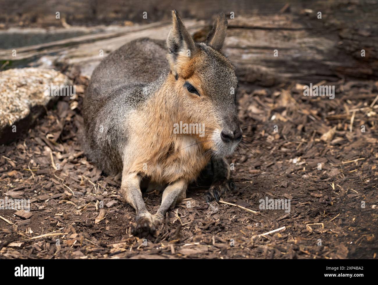 Patagonian Mara (Dolichotis patagonum Stock Photo - Alamy