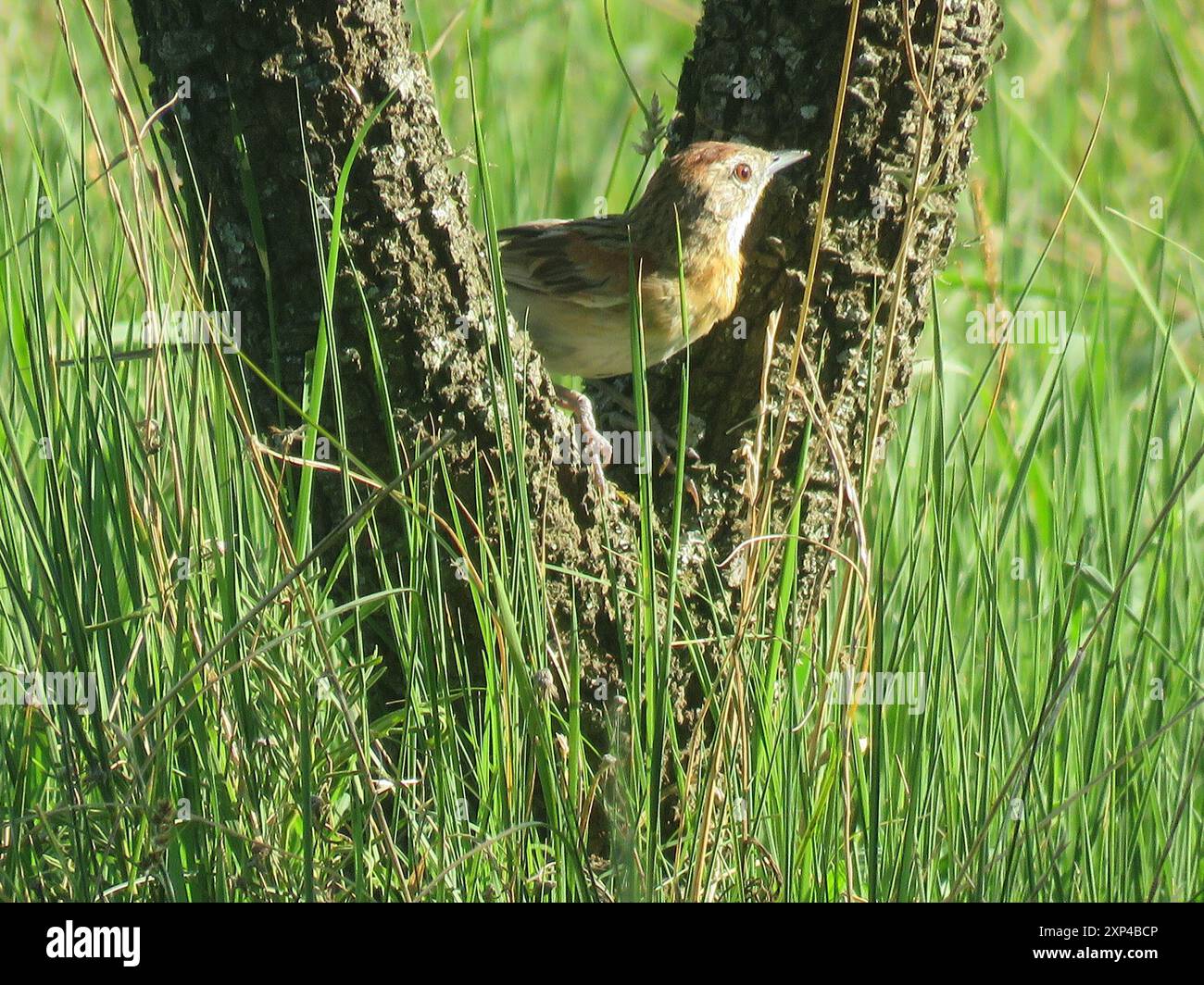 Chotoy Spinetail (Schoeniophylax phryganophilus) Aves Stock Photo - Alamy