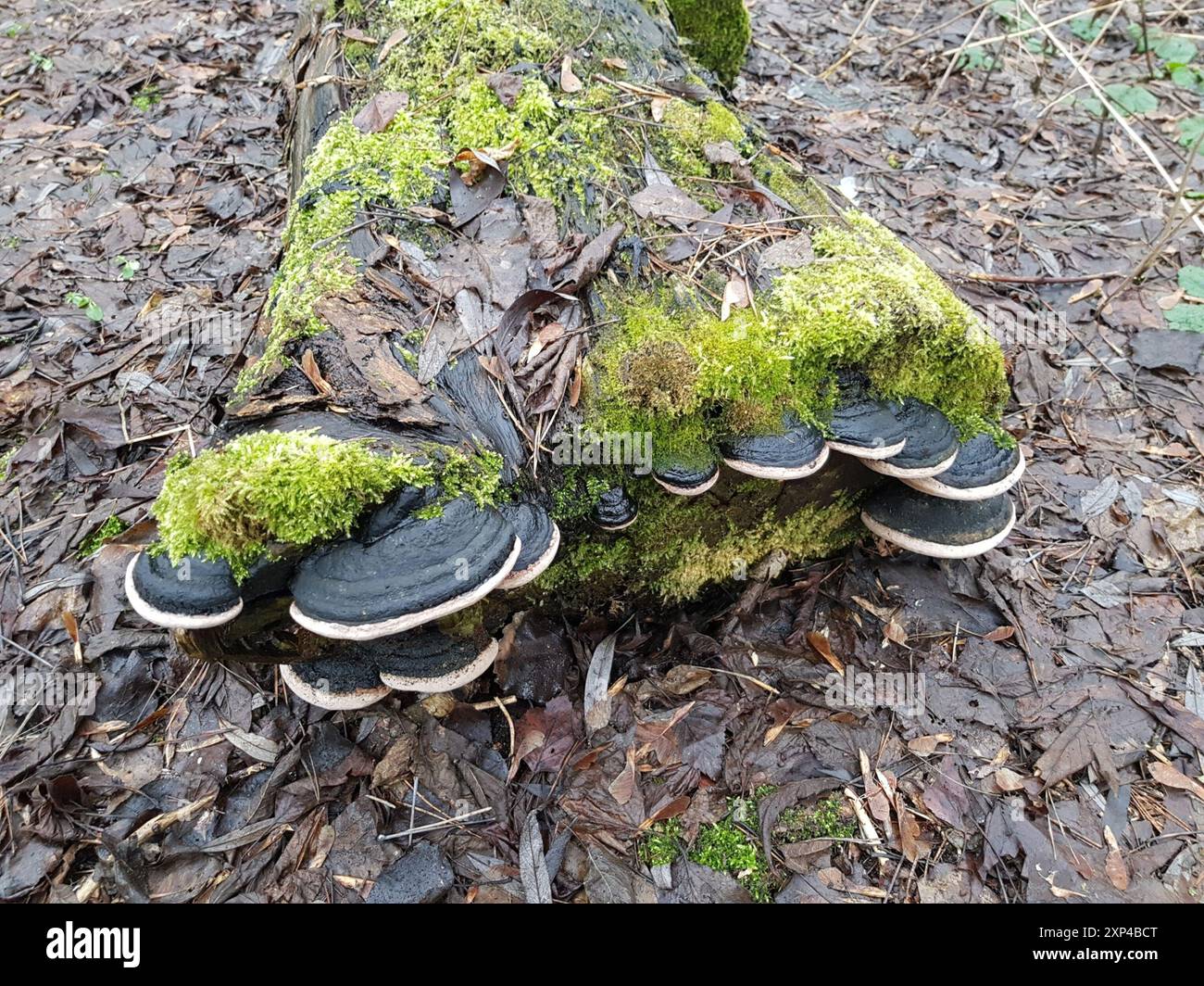 artist's bracket (Ganoderma applanatum) Fungi Stock Photo - Alamy
