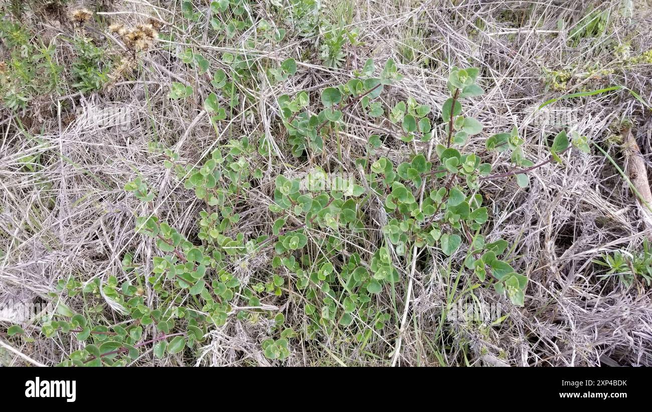 Wishbone Bush (Mirabilis laevis) Plantae Stock Photo - Alamy