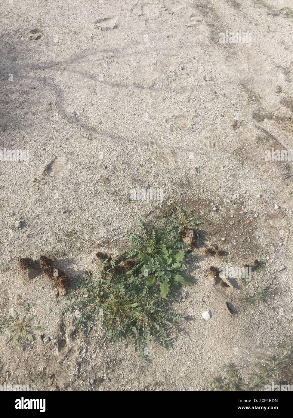 desert Christmas tree (Pholisma arenarium) Plantae Stock Photo - Alamy