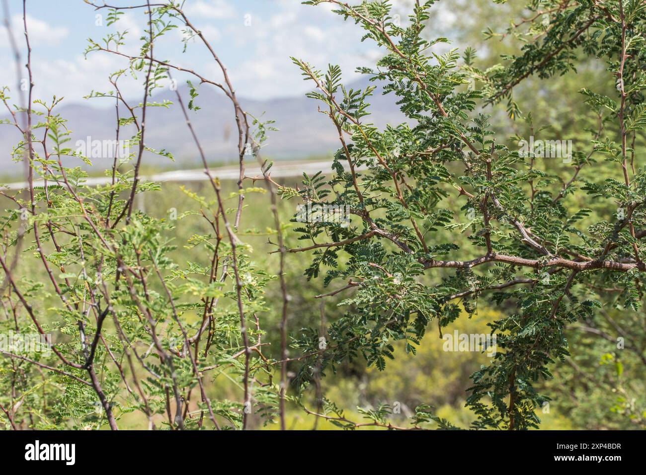 Mimosa biuncifera hi-res stock photography and images - Alamy