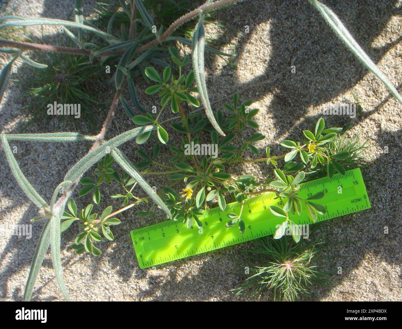 Mojave stinkweed (Cleomella obtusifolia) Plantae Stock Photo - Alamy
