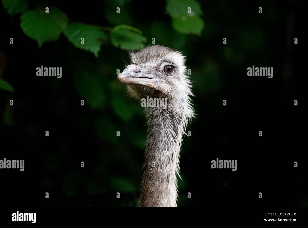 What Does A Rhea Bird Look Like