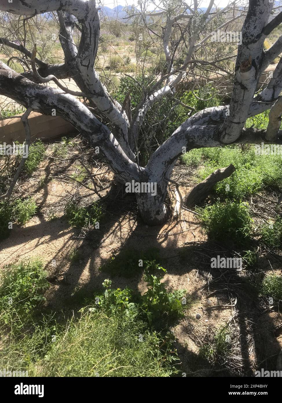 desert ironwood (Olneya tesota) Plantae Stock Photo - Alamy