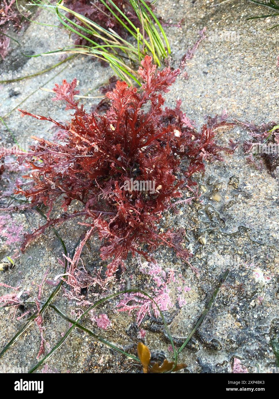 Sea Comb (Plocamium cartilagineum) Plantae Stock Photo - Alamy