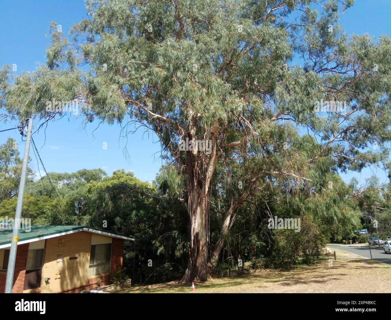 manna gum (Eucalyptus viminalis) Plantae Stock Photo - Alamy