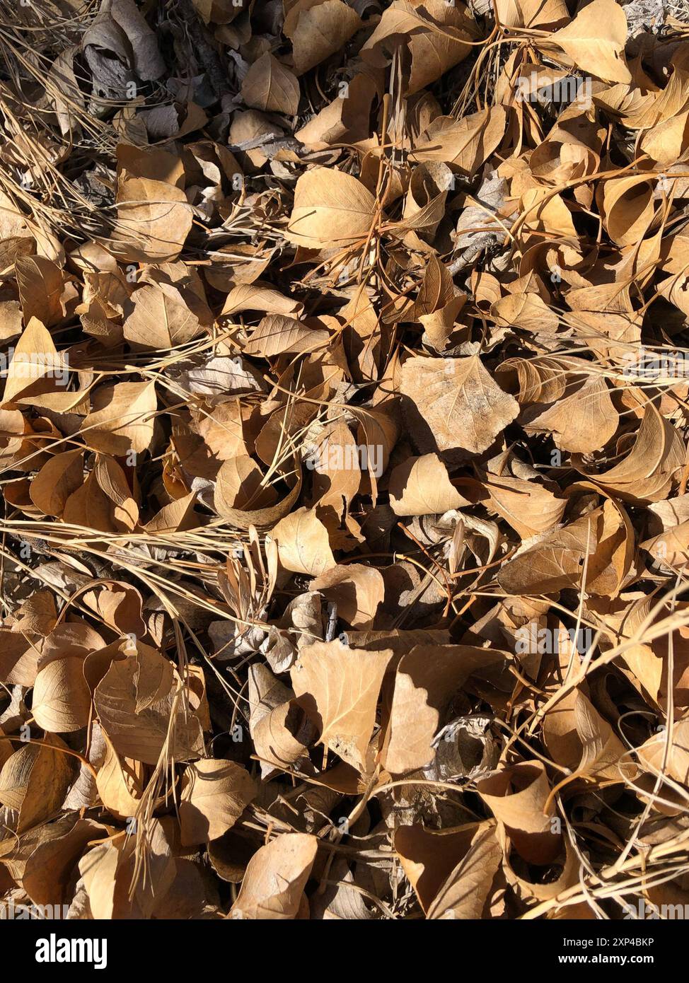 velvet ash (Fraxinus velutina) Plantae Stock Photo - Alamy