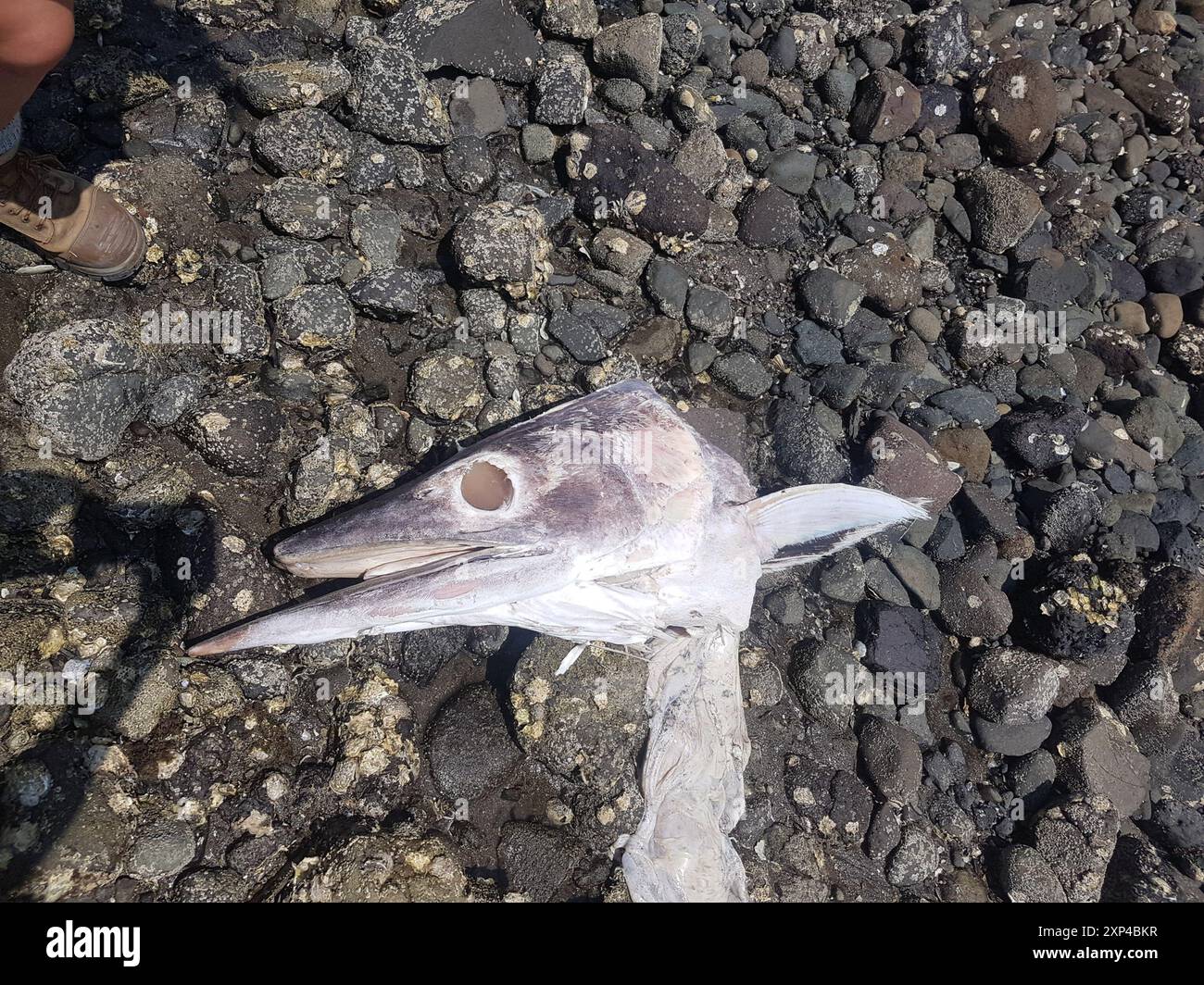 Striped Marlin (Kajikia audax) Actinopterygii Stock Photo - Alamy