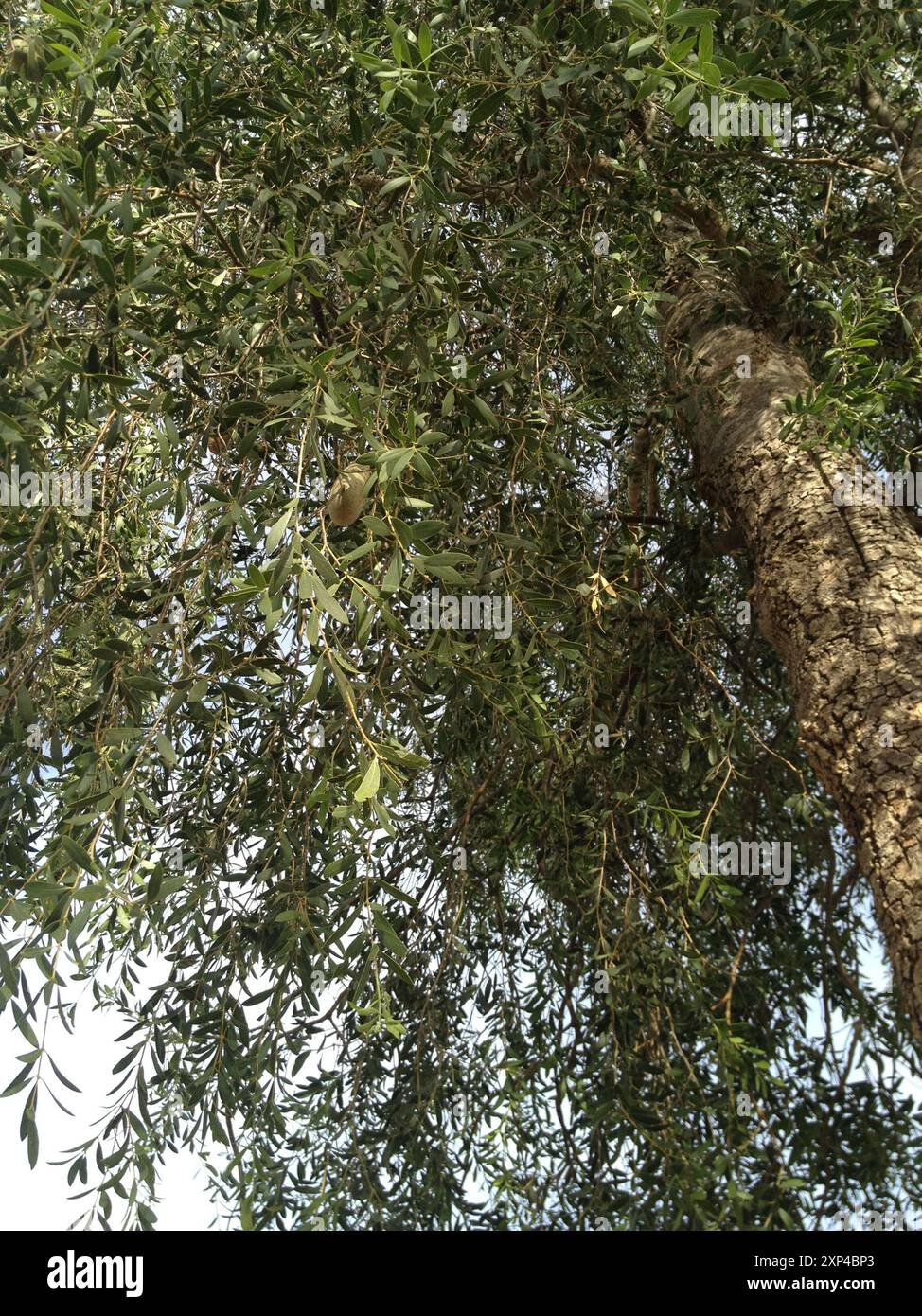 Common White Quebracho (Aspidosperma quebracho-blanco) Plantae Stock ...