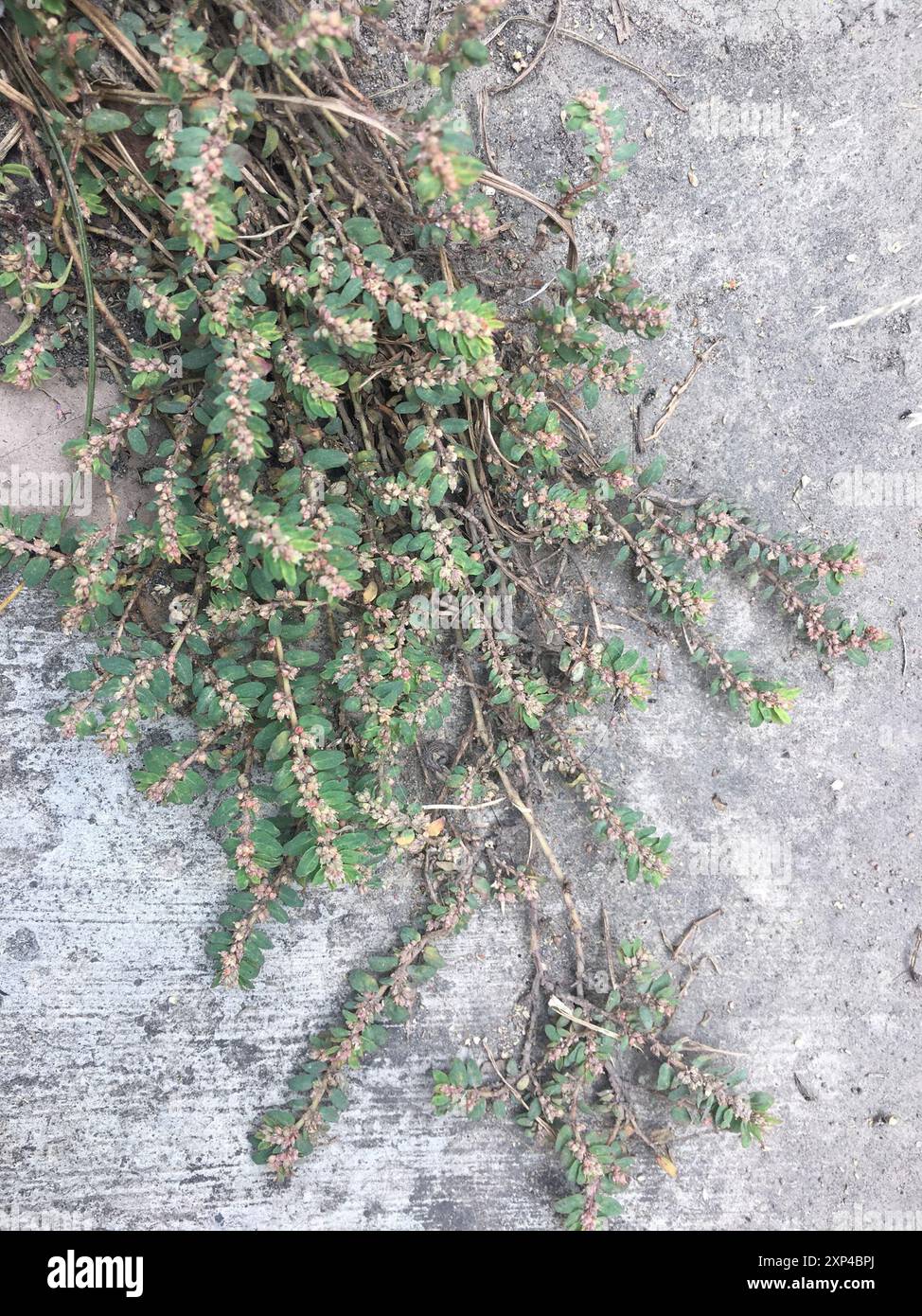 Red Caustic-creeper (Euphorbia thymifolia) Plantae Stock Photo - Alamy