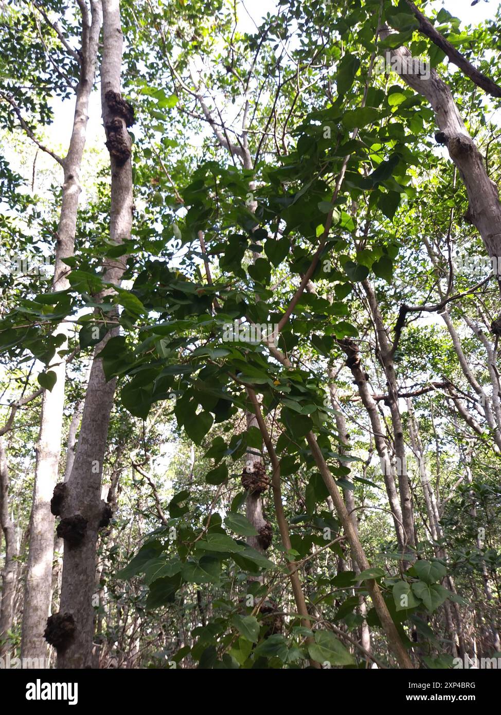 Portia tree (Thespesia populnea) Plantae Stock Photo - Alamy