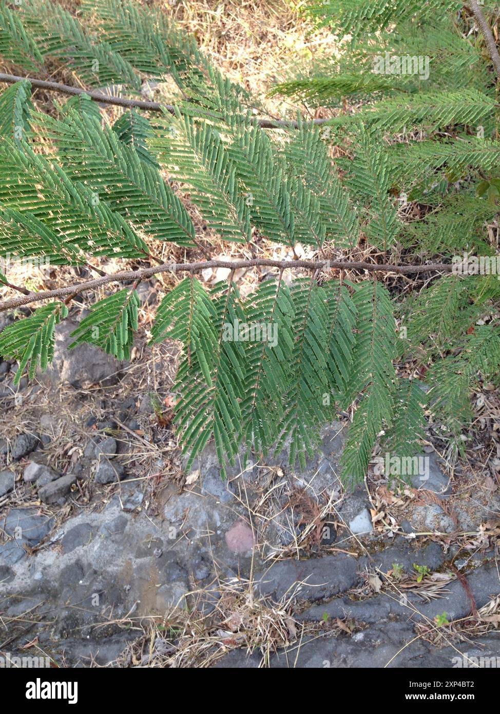 Acacias, Mimosas, mesquites, and allies (Mimosoideae) Plantae Stock ...