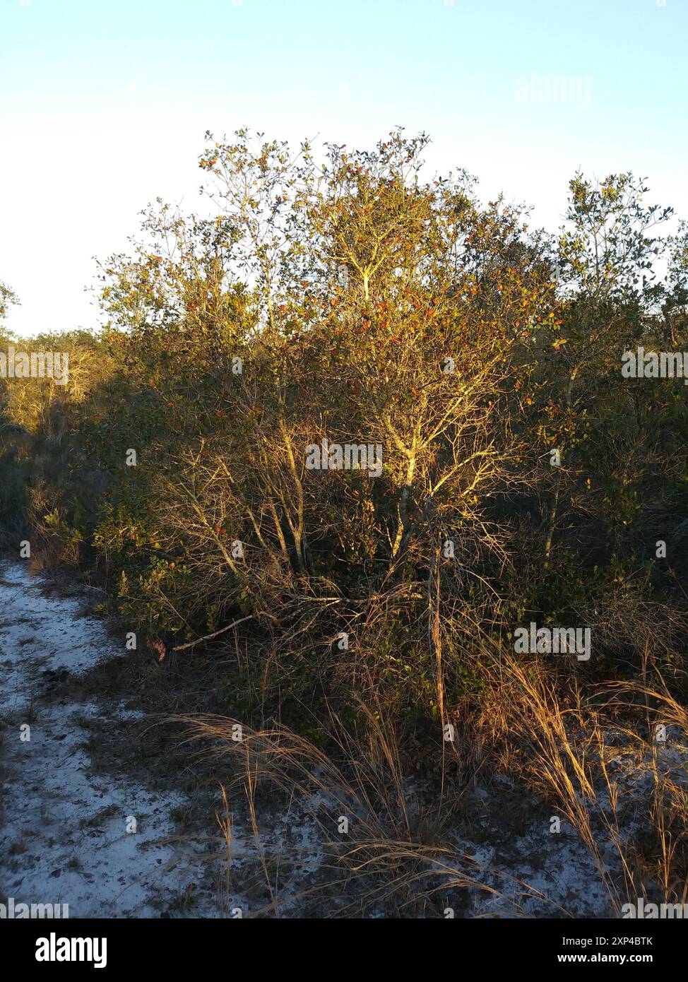 Myrtle Oak (Quercus myrtifolia) Plantae Stock Photo - Alamy