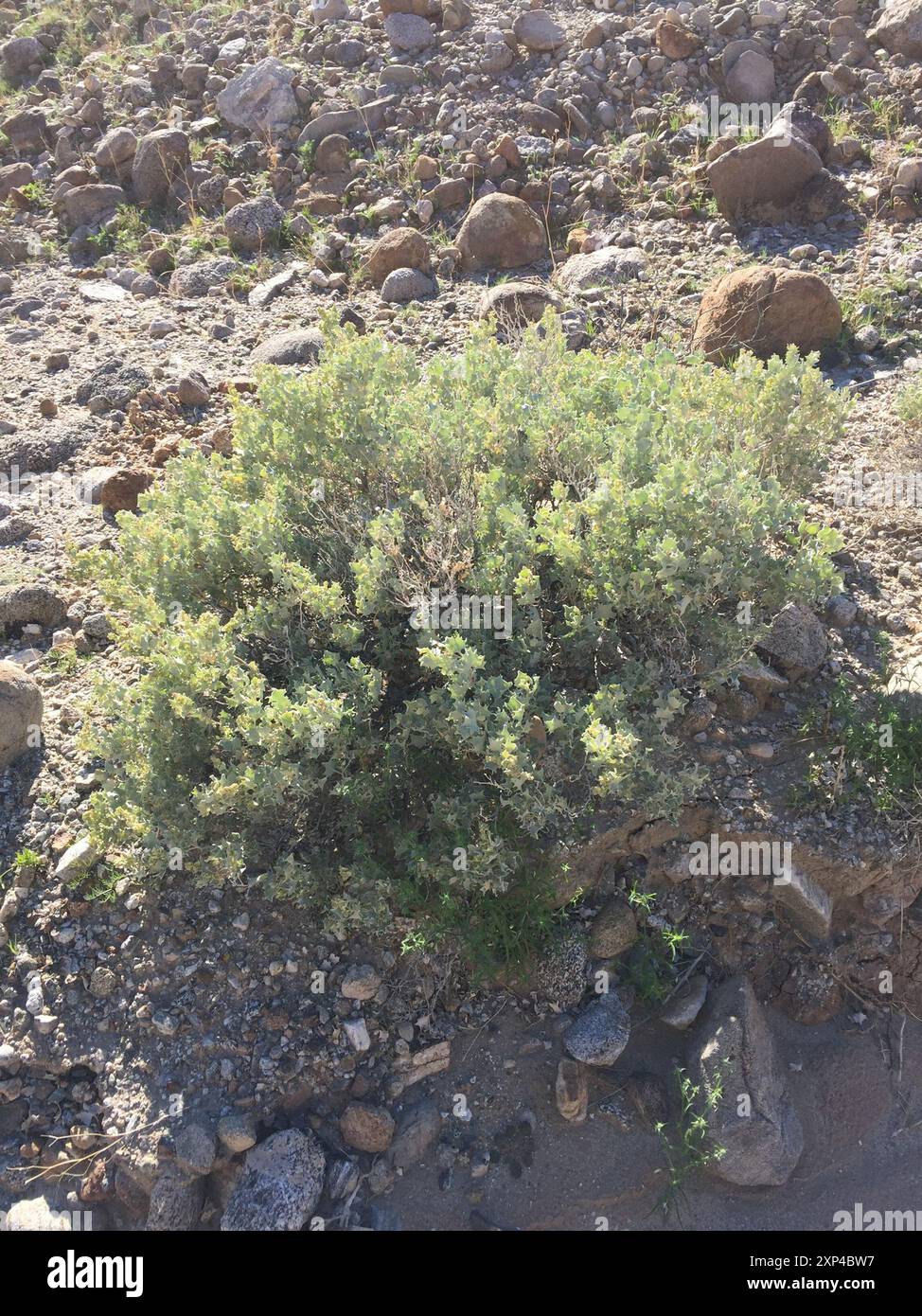 Desert Holly (Atriplex hymenelytra) Plantae Stock Photo - Alamy