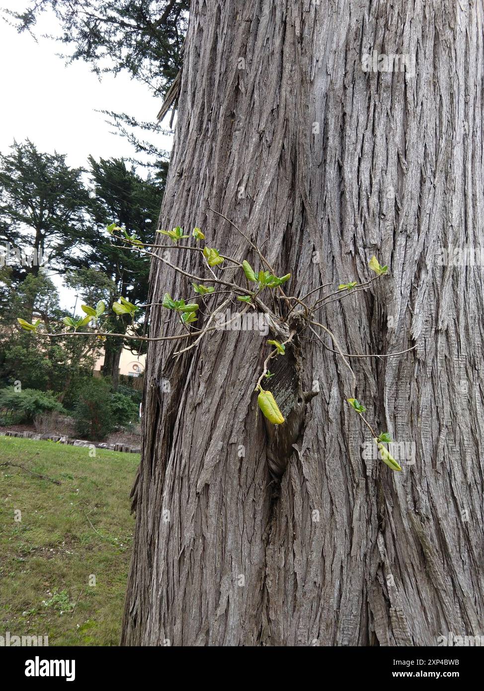 Taupata (Coprosma repens) Plantae Stock Photo - Alamy