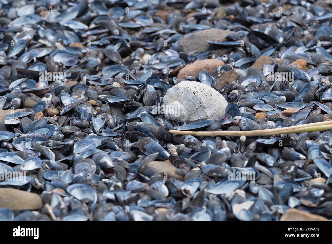 Collecting pebbles beach hi-res stock photography and images - Alamy
