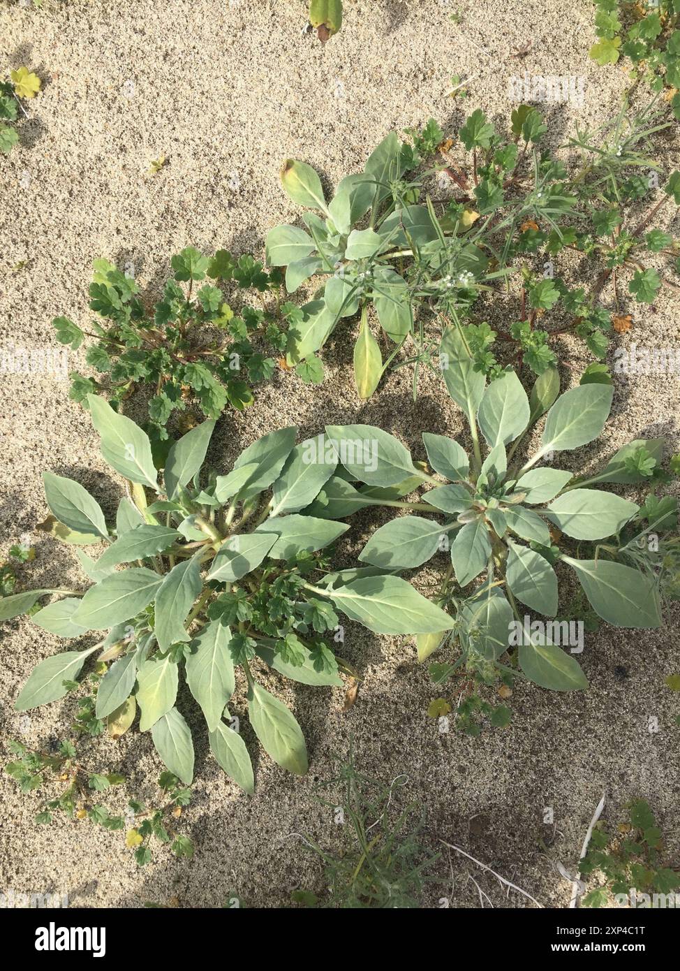 Annual Evening Primrose (Oenothera deltoides deltoides) Plantae Stock ...