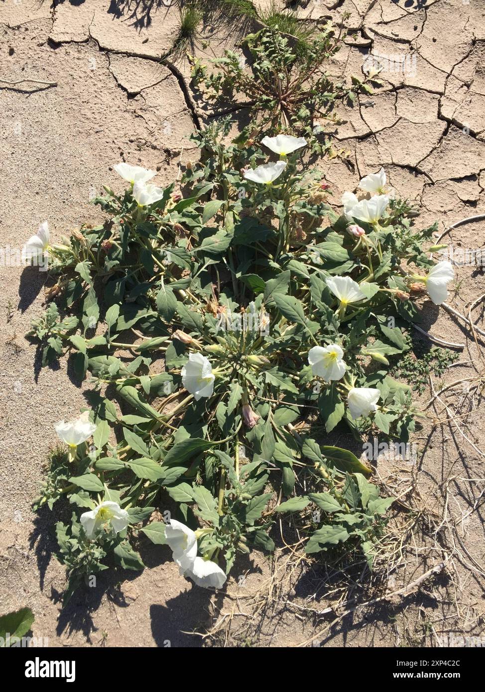Annual Evening Primrose (Oenothera deltoides deltoides) Plantae Stock ...