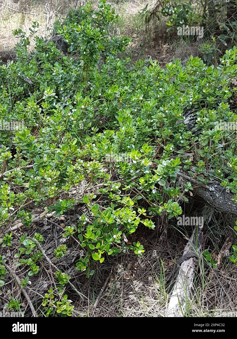 Sea Box (Alyxia buxifolia) Plantae Stock Photo - Alamy