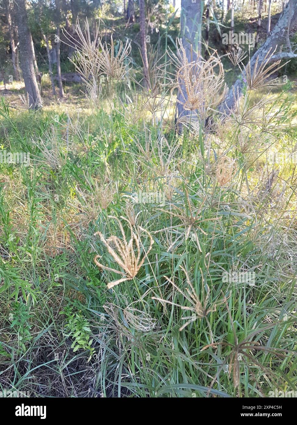 Rhodes Grass (Chloris gayana) Plantae Stock Photo - Alamy