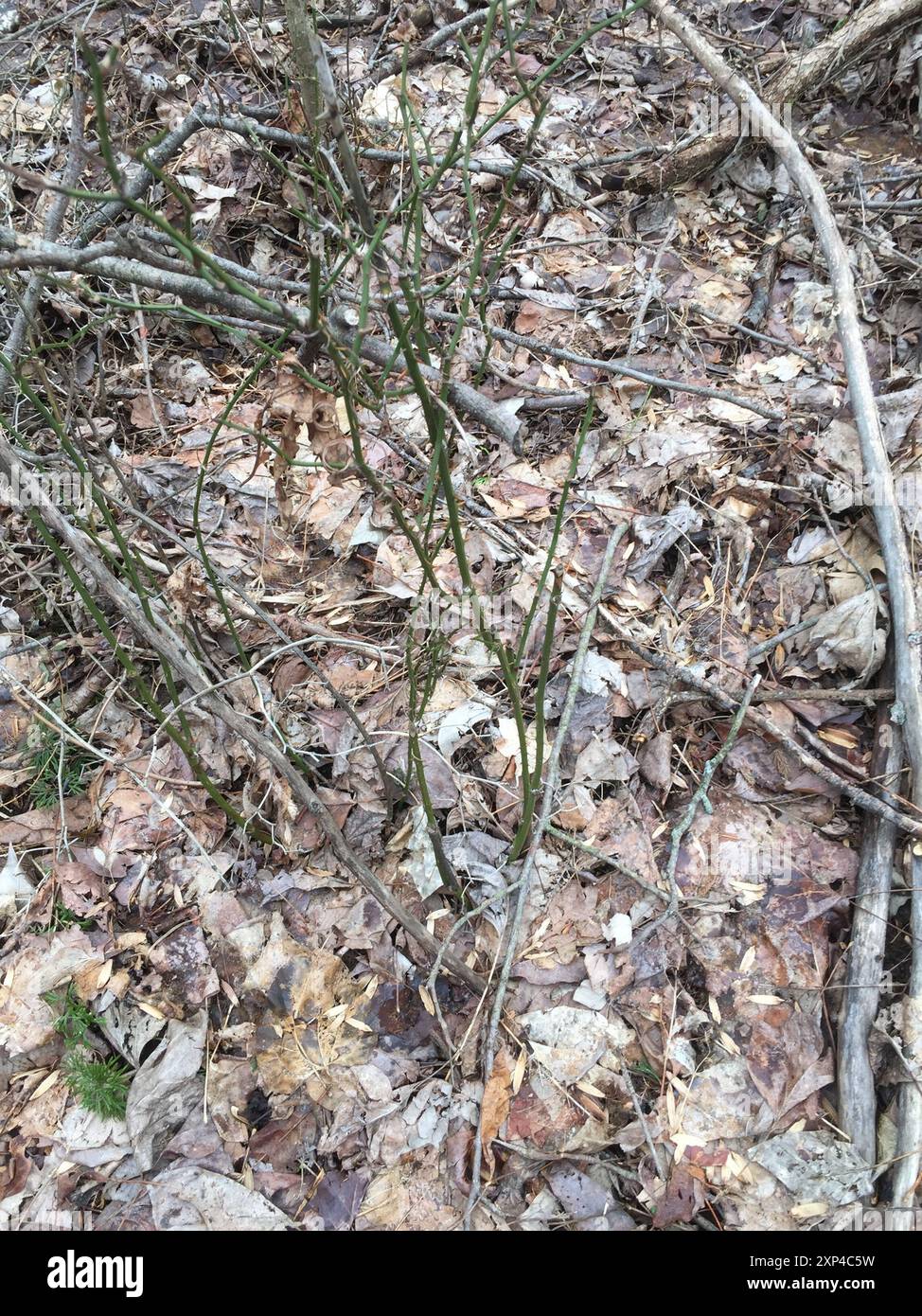 roundleaf greenbrier (Smilax rotundifolia) Plantae Stock Photo - Alamy