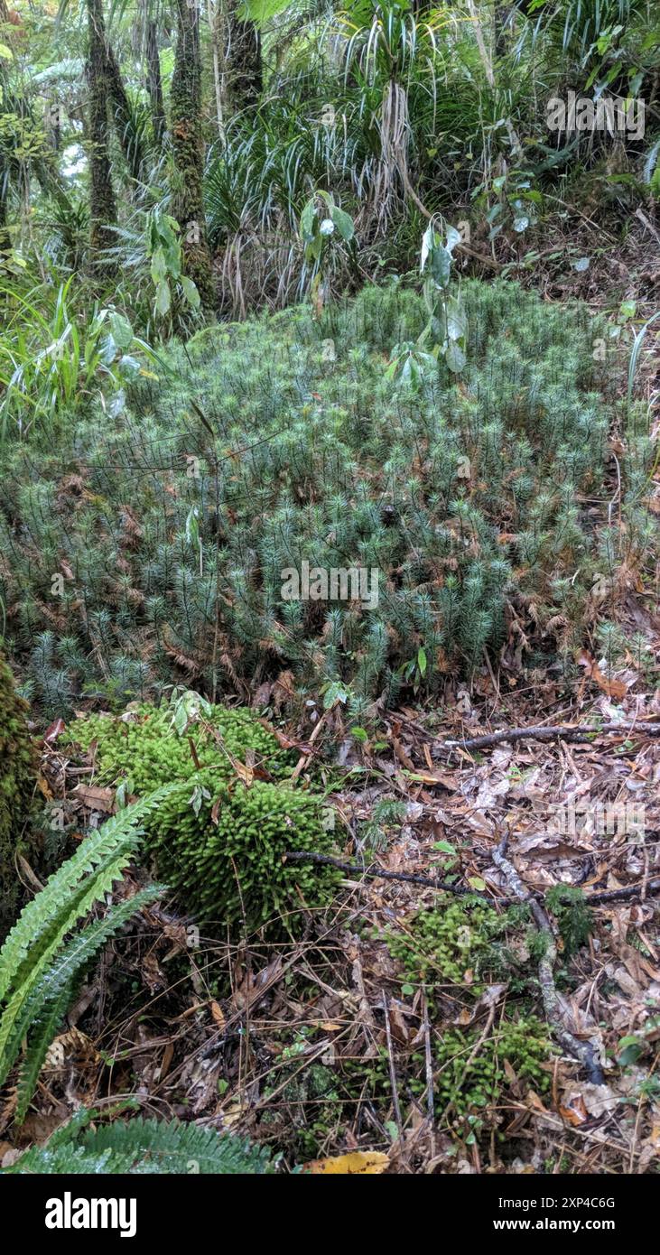 giant moss (Dawsonia superba) Plantae Stock Photo - Alamy