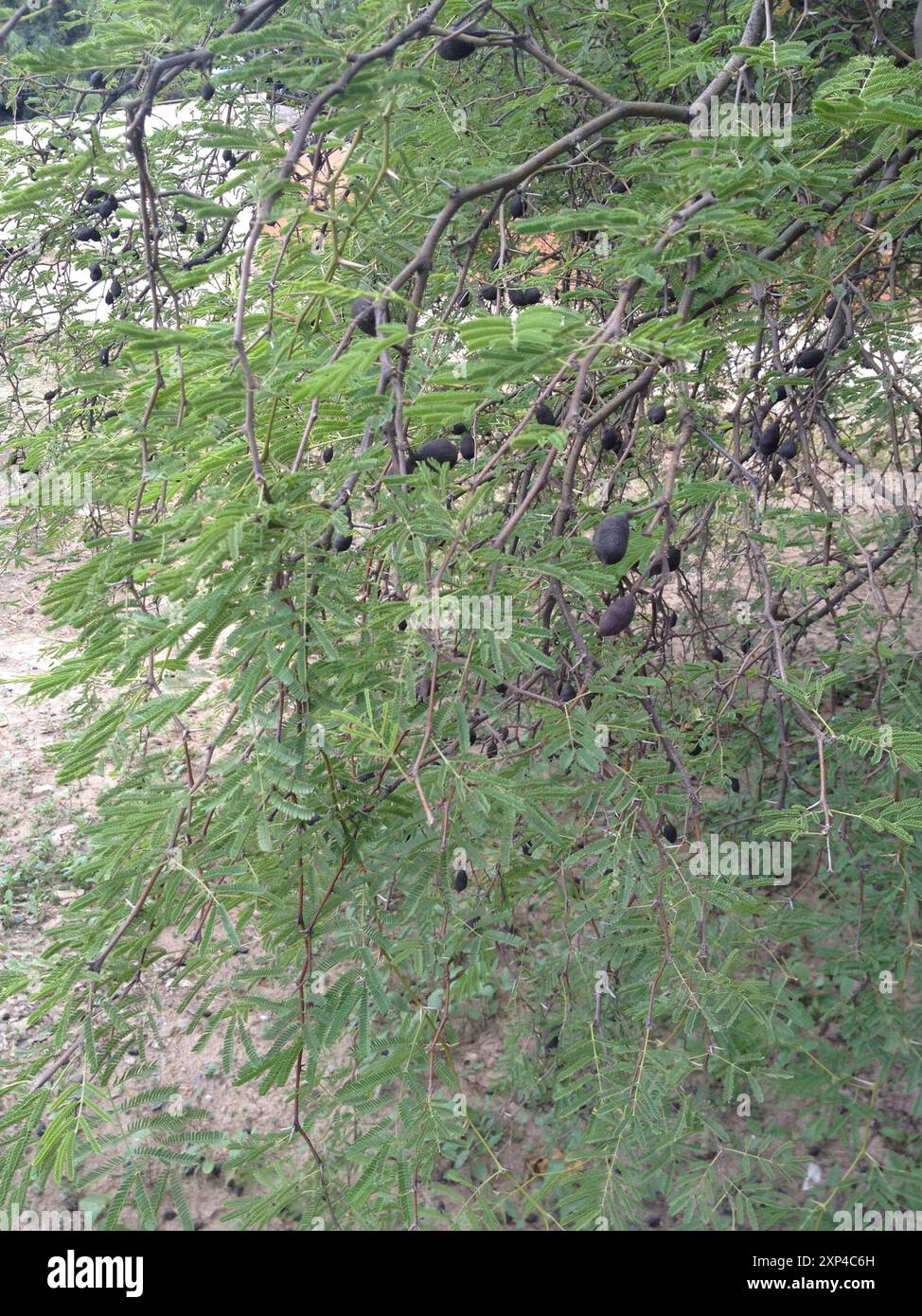 Caven Thorn (Vachellia caven) Plantae Stock Photo - Alamy