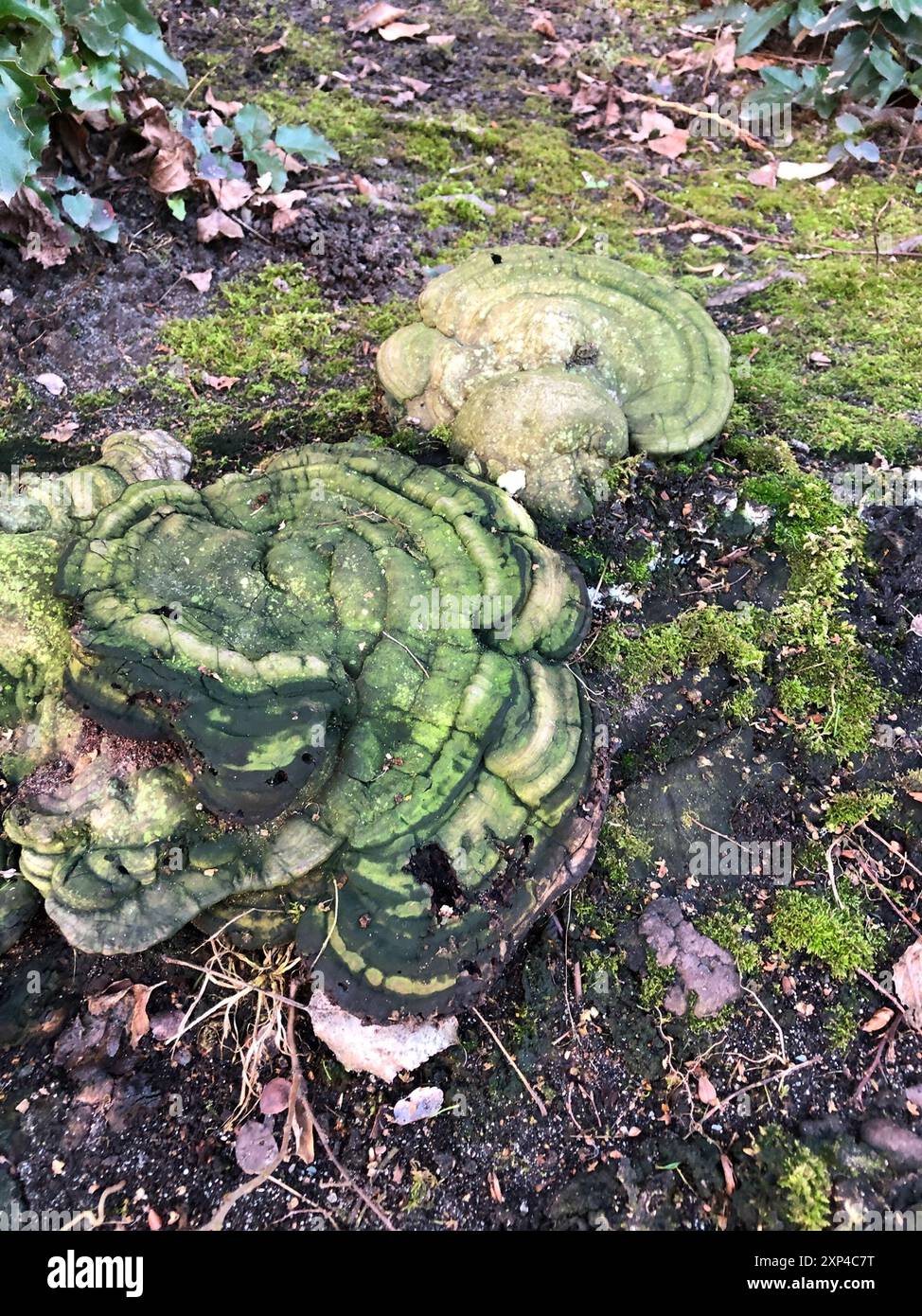artist's bracket (Ganoderma applanatum) Fungi Stock Photo - Alamy